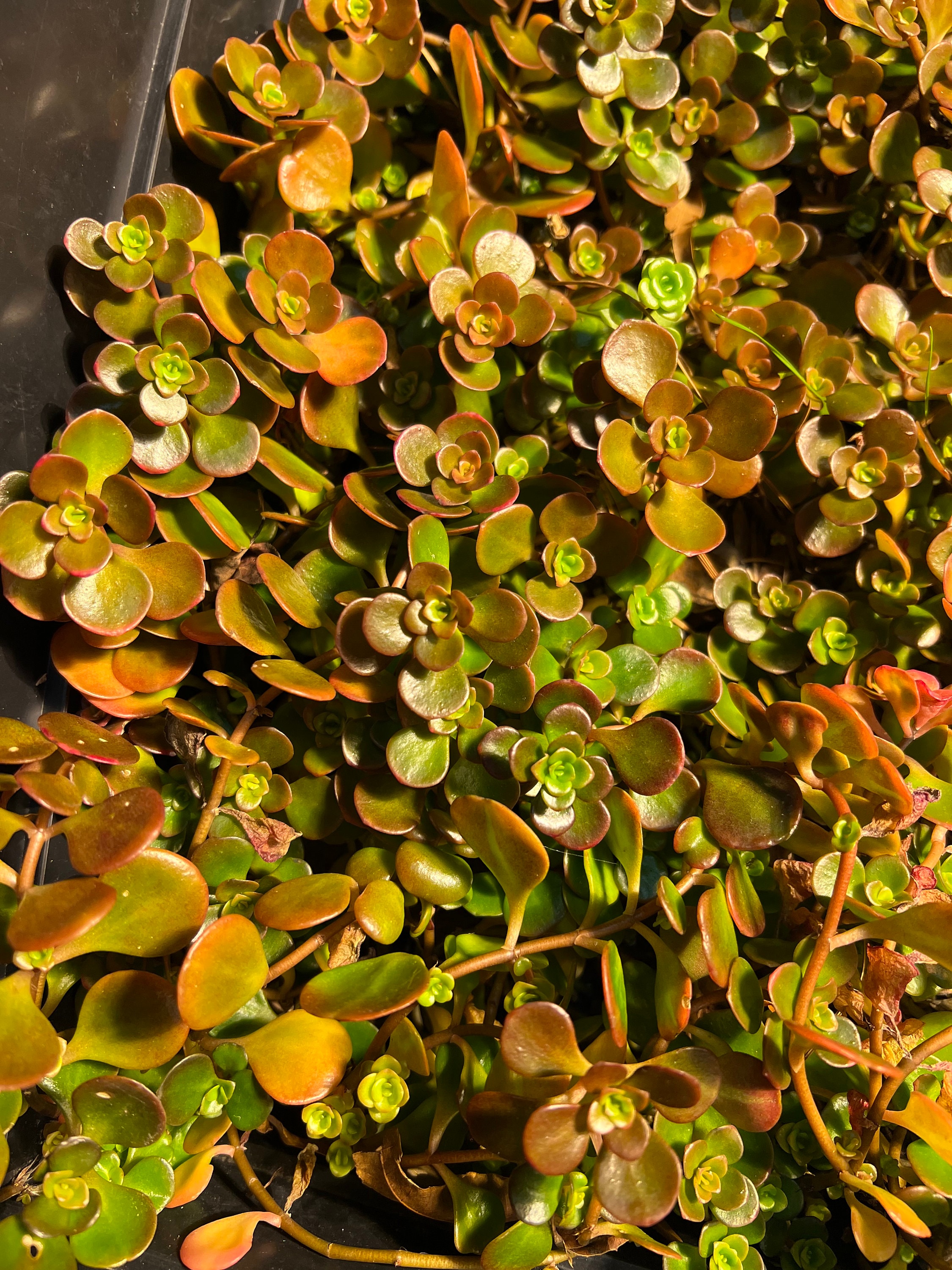 Sedum Tetractinum, Coral Reef Chinese Succulent, Stonecrop, Yellow ...