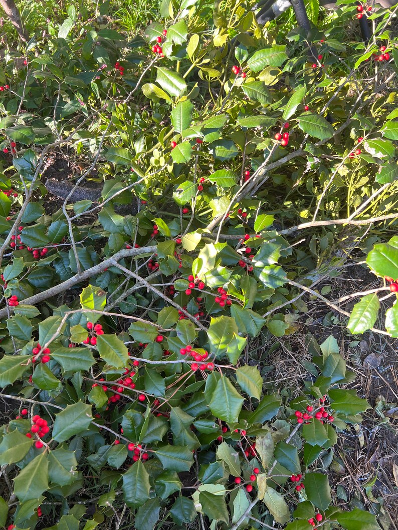 Fresh Cut Holly Branches With Berries: Christmas Decor, Wreath Making ...