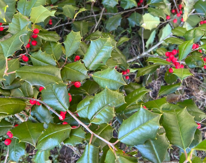 18 Variegated Faux Holly Stem - Etsy