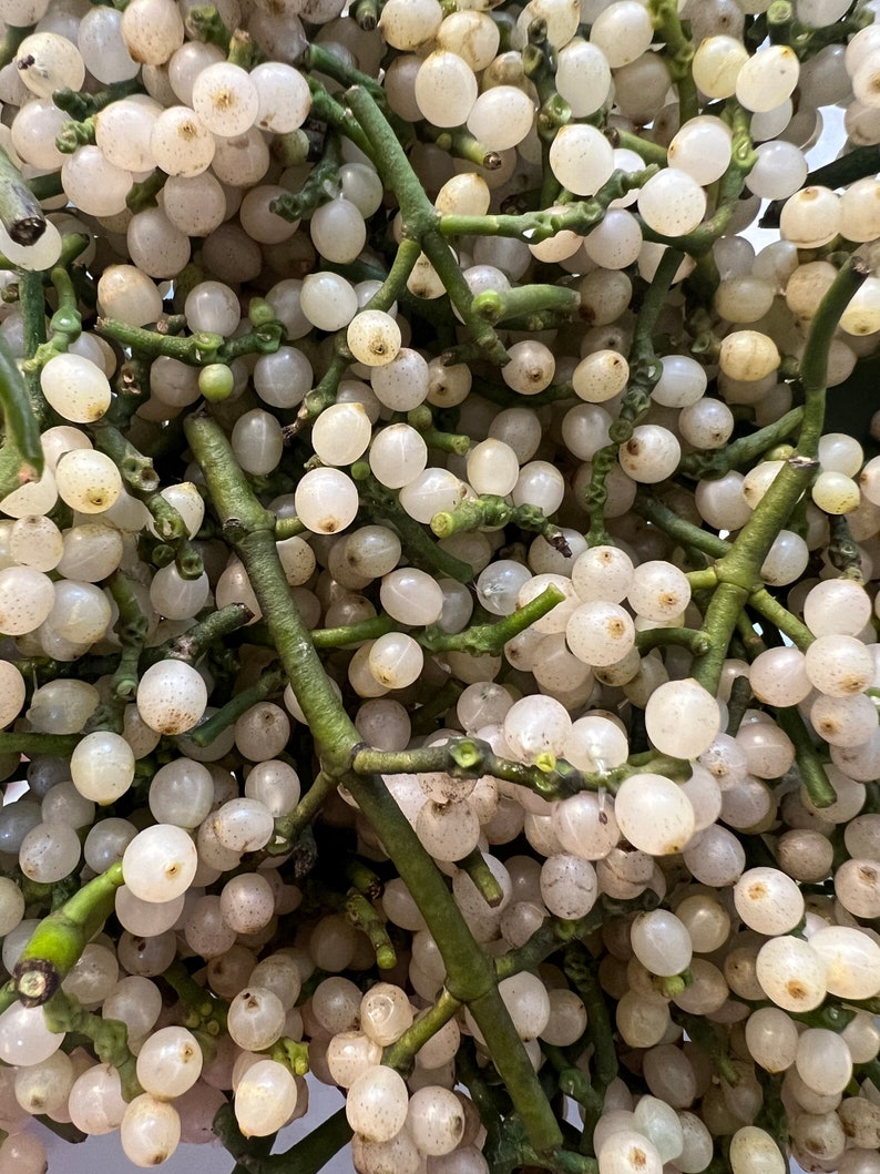 Mistletoe Seeds: White Berries for Growing Mistletoe - Etsy