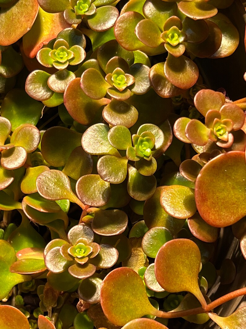 Sedum Tetractinum Coral Reef Chinese Succulent Stonecrop - Etsy