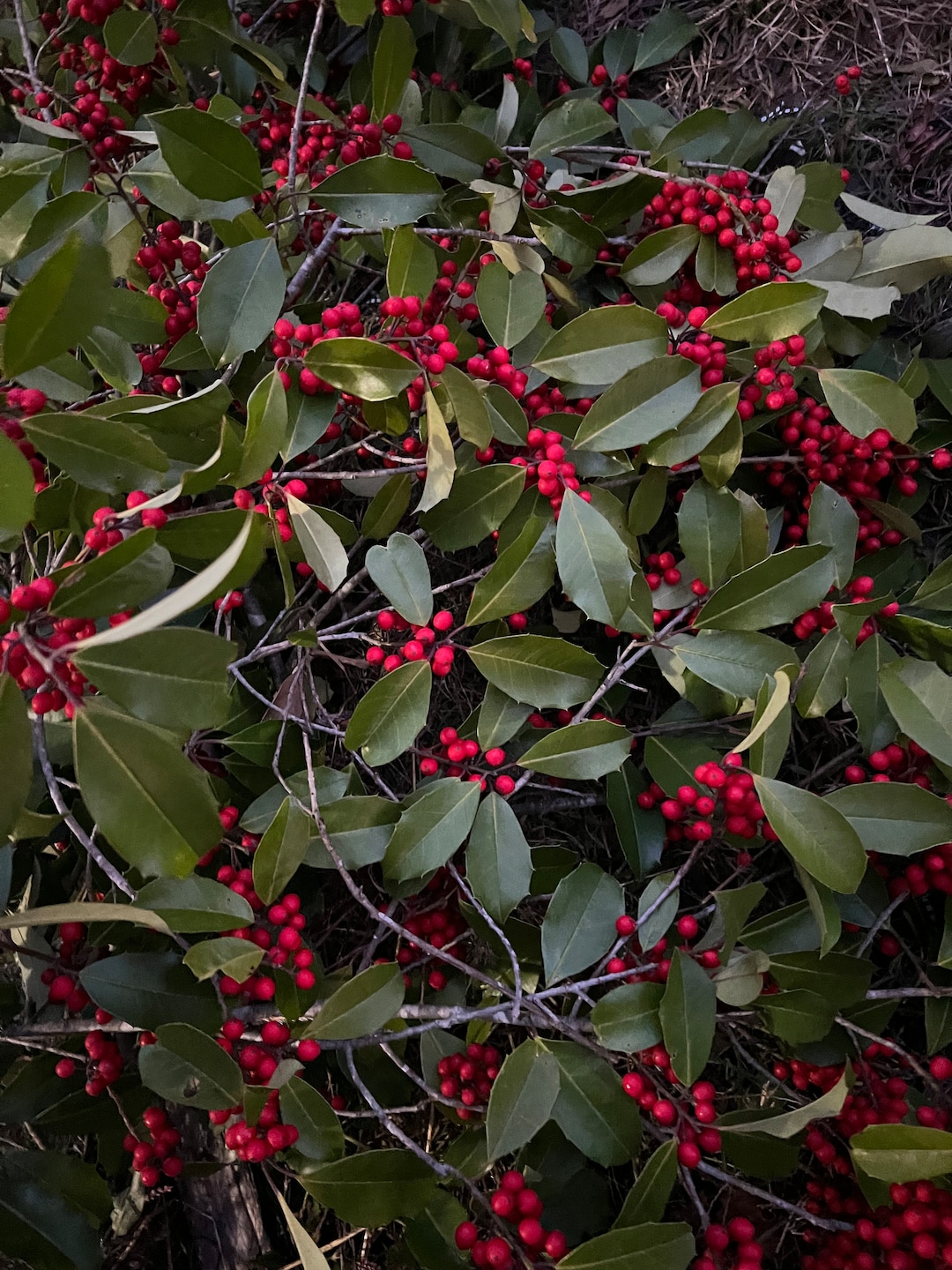 Fresh Holly Tree Branches: Berries & Supple Leaves (medium Box) - Etsy