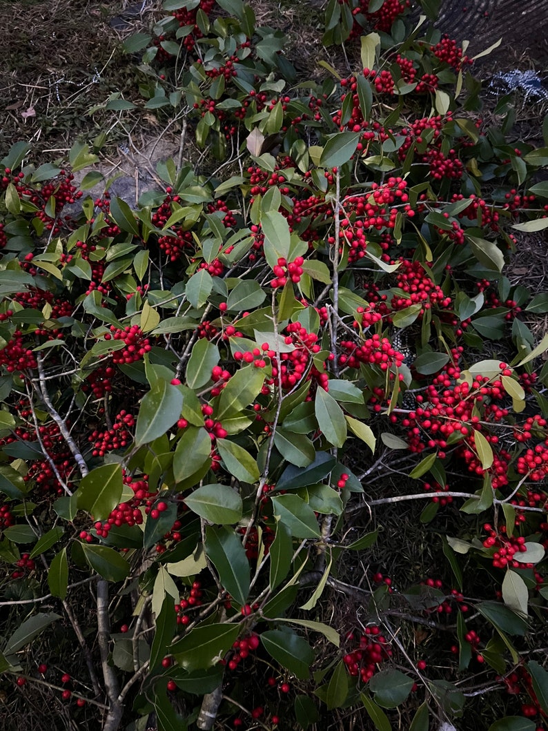 Fresh Holly Tree Branches: Berries & Supple Leaves (medium Box) - Etsy