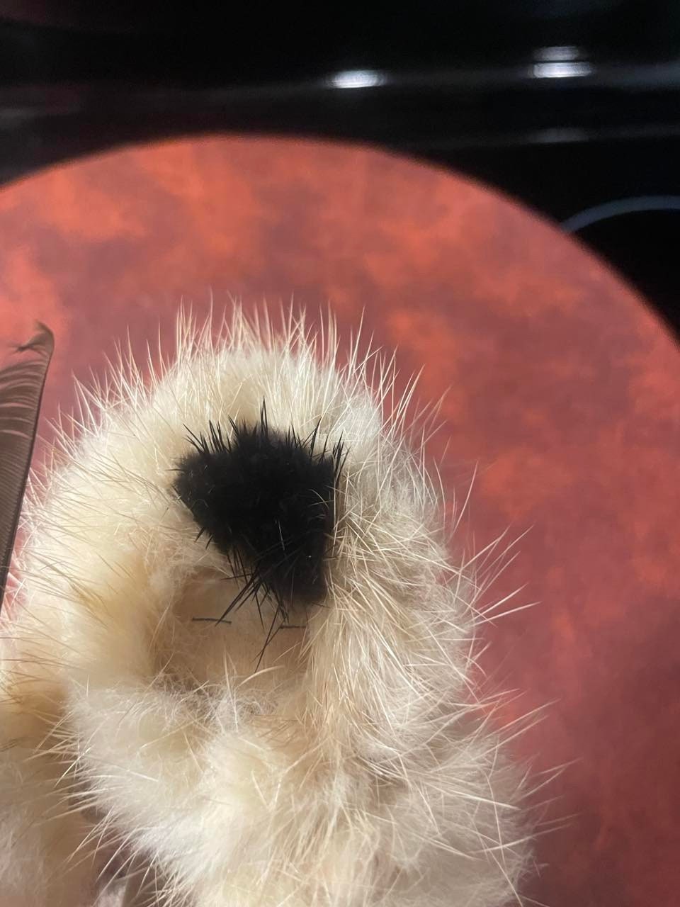 Vintage Inuit Alaskan Eskimo Genuine Fur Doll and Coin Pouch - Etsy