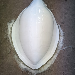 Fiberglass Replica of an Okinawan Giant Green Sea Turtle Shell - Etsy