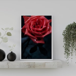 Red Rose Printable Digital Art Download | Original Digital Photography ...