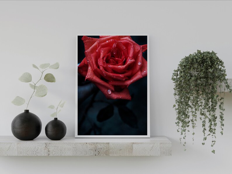 Red Rose Printable Digital Art Download | Original Digital Photography ...