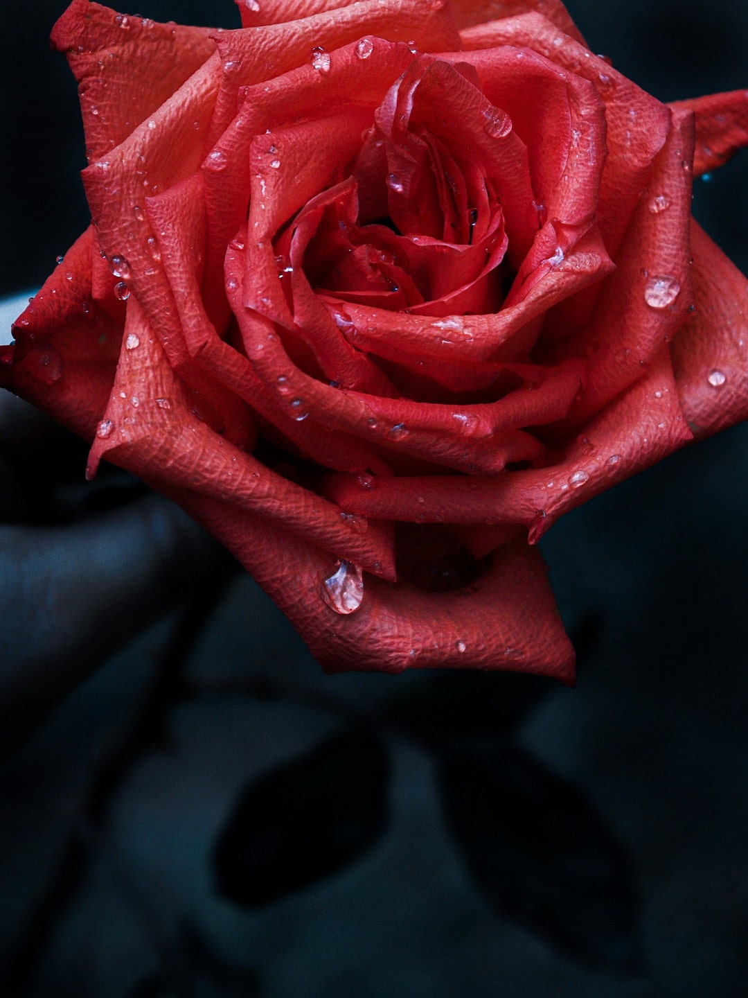Red Rose Printable Digital Art Download | Original Digital Photography ...