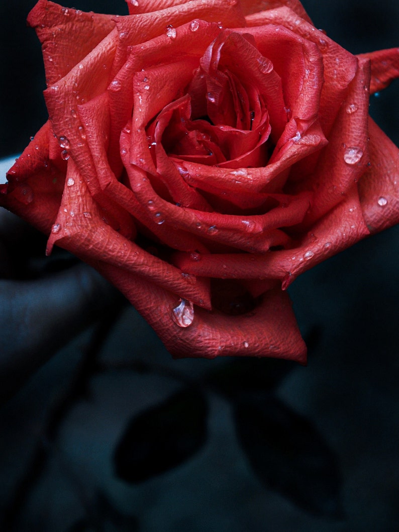 Red Rose Printable Digital Art Download | Original Digital Photography ...