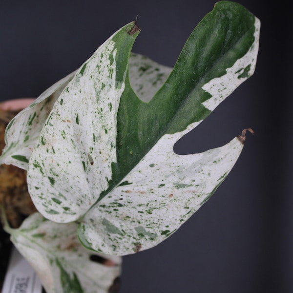 Marble King Pothos - Etsy
