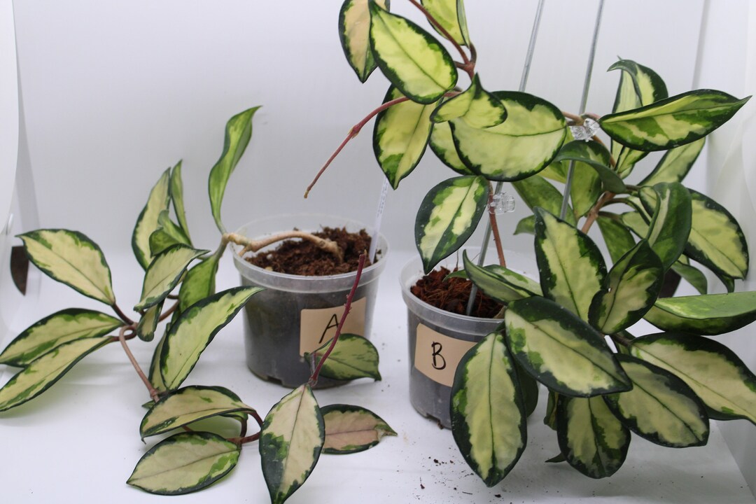 Hoya Carnosa Tricolor Crimson Princess Wax Plant With Beautiful Star ...