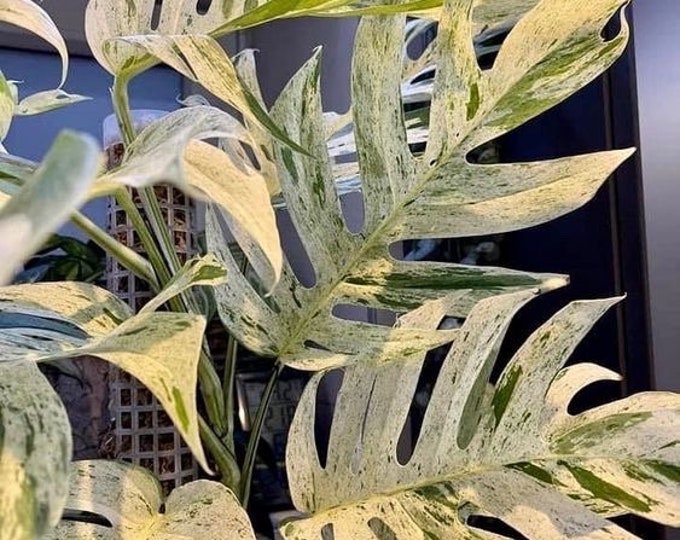 Epipremnum Pinnatum Marble Albo Pothos Variegated Starter - Etsy