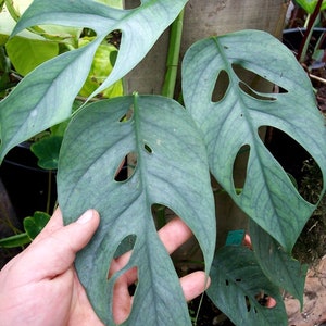 Epipremnum Aureum Cebu Blue Pothos Rare Blue-green - Etsy