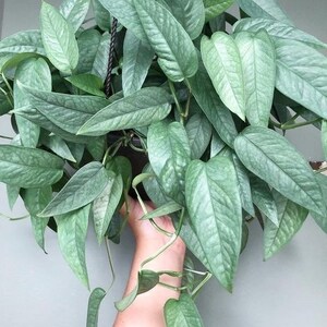 Epipremnum Aureum Cebu Blue Pothos Rare Blue-green - Etsy