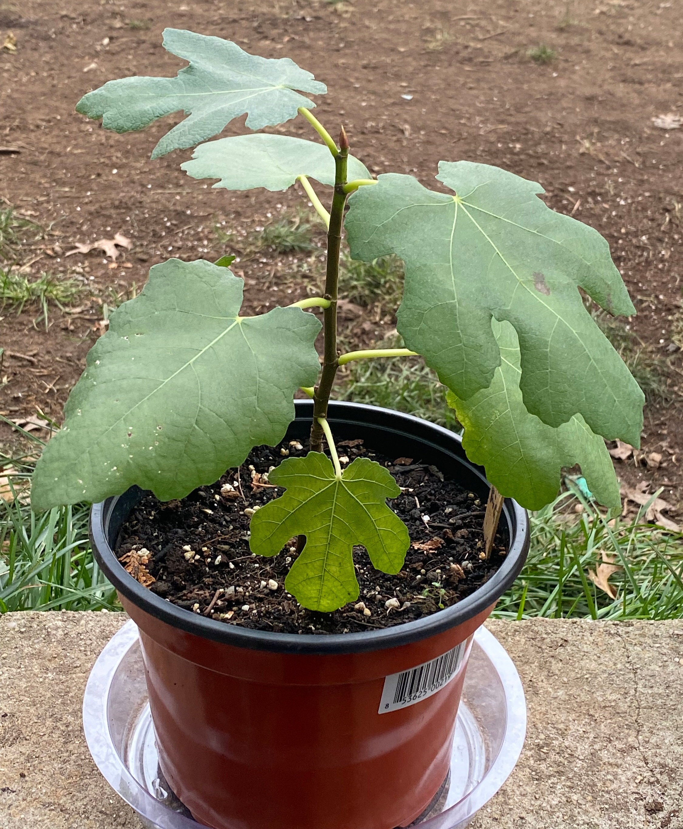 Black Mission Fig Tree - Etsy