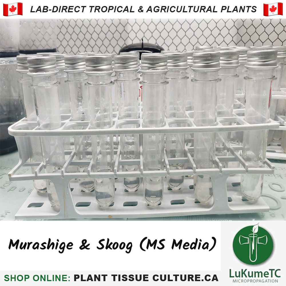 Murashige and Skoog MS Media Plant Tissue Culture - Etsy Canada
