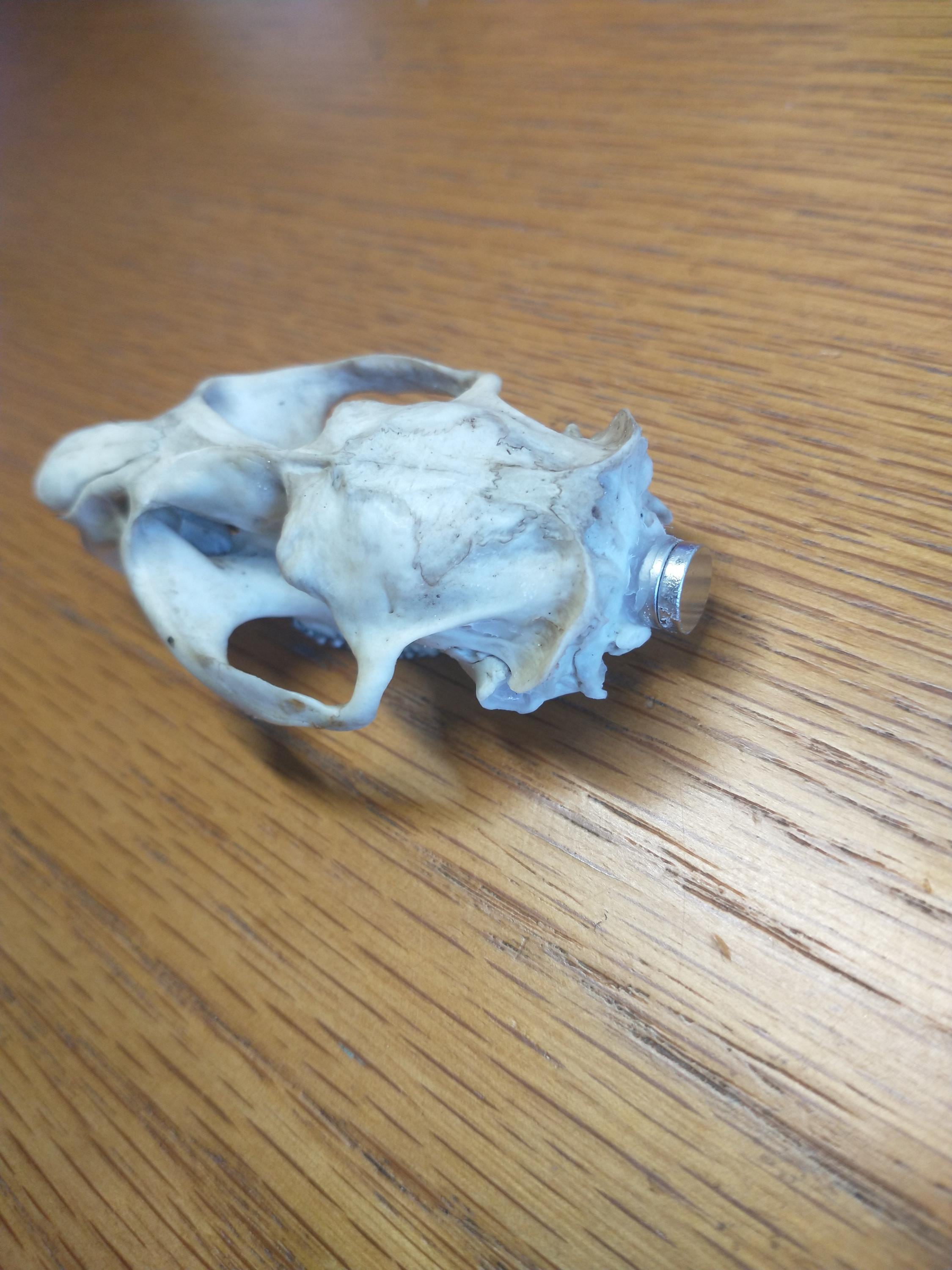 Authentic Muskrat Skull W/ Magnet - Etsy
