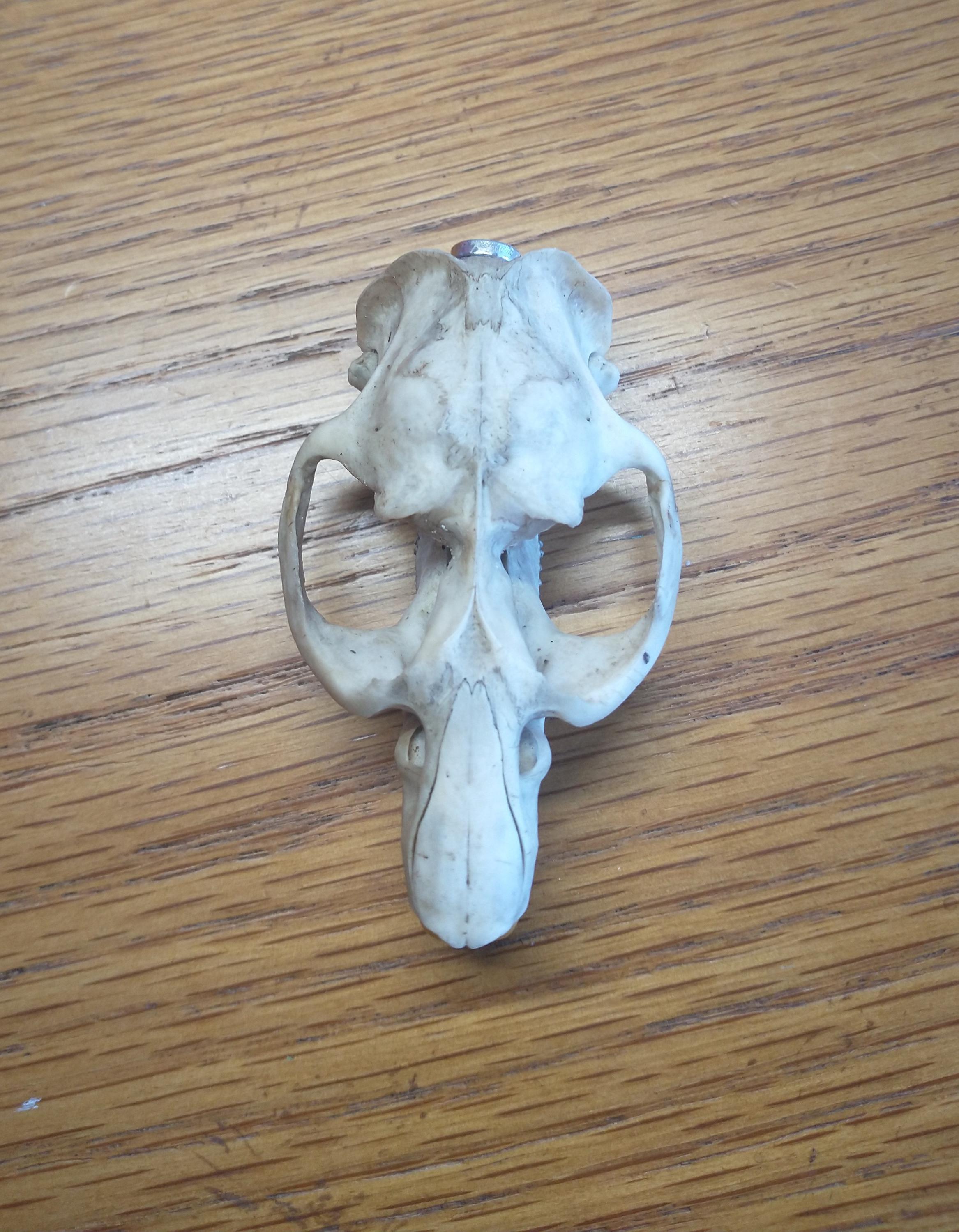 Authentic Muskrat Skull W/ Magnet - Etsy