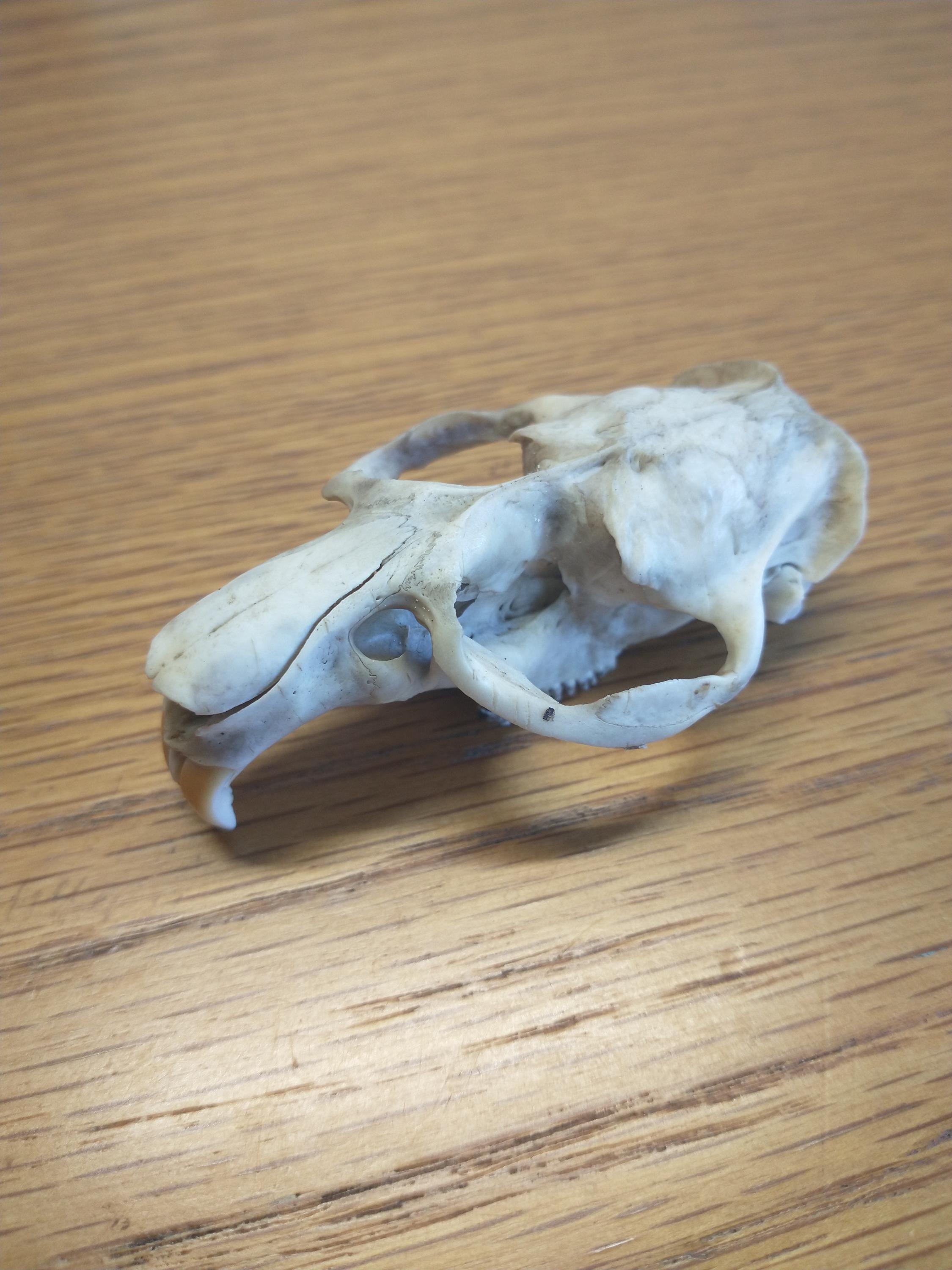 Authentic Muskrat Skull W/ Magnet - Etsy