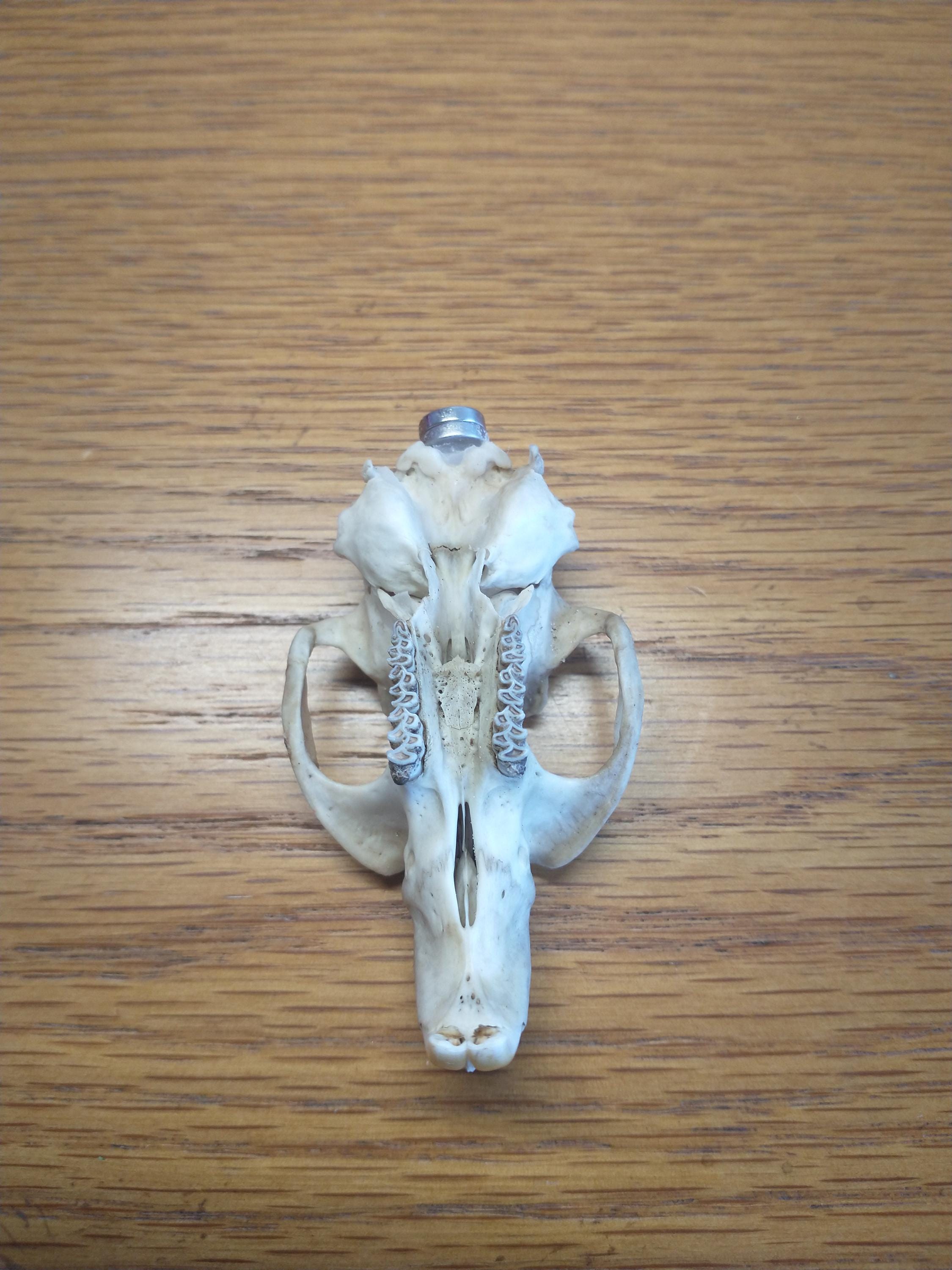 Authentic Muskrat Skull W/ Magnet - Etsy