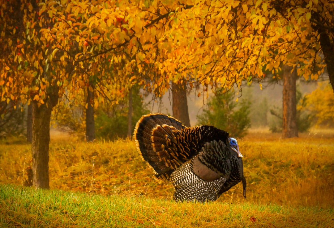 Wild Turkey Wall Art: Wild Male Turkey Print - Etsy