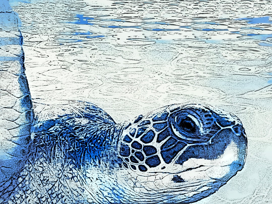 Blue Green Sea Turtle Wall Art Photograph Ocean Blue Decor - Etsy