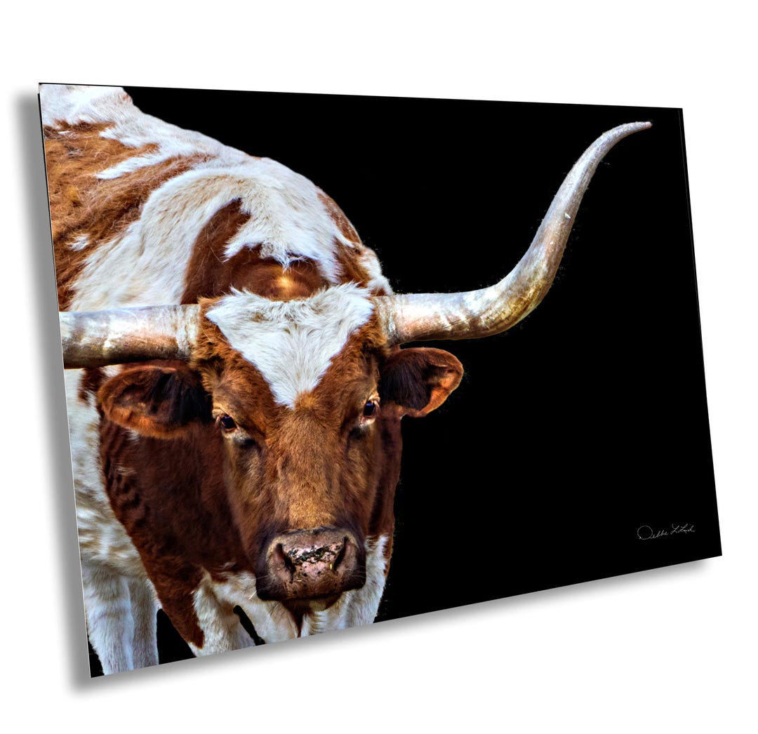 Texas Longhorn Cattle Art Print: Rustic Western Decor - Etsy