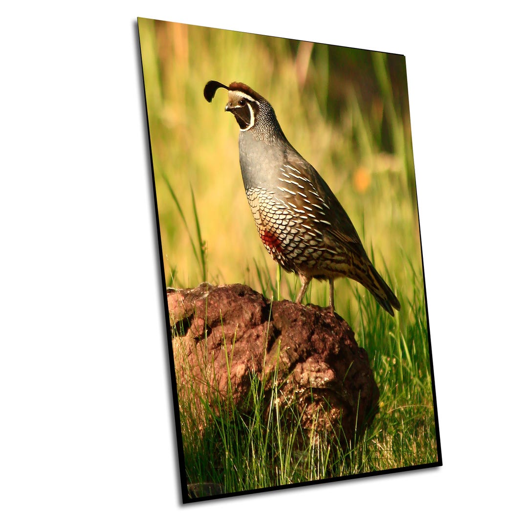 Quail Portrait Art Print: Nature Inspired Wall Decor - Etsy
