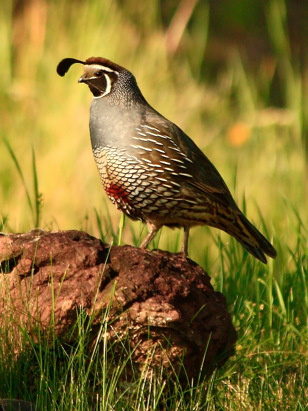 Quail Portrait Art Print: Nature Inspired Wall Decor - Etsy