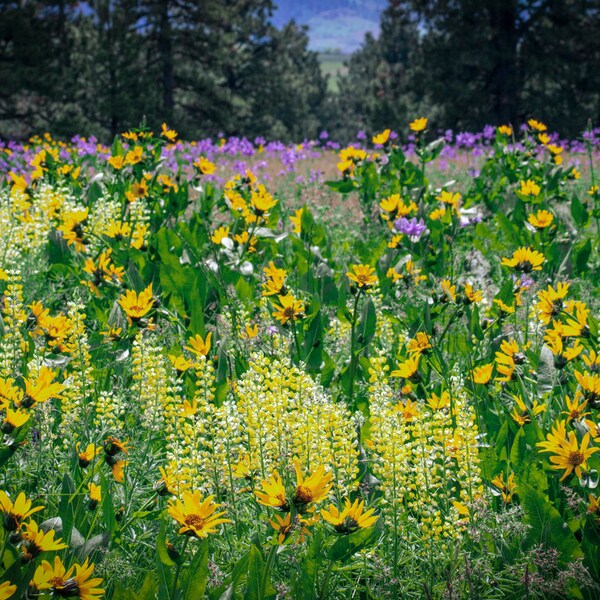 Oregon Wildflowers - Etsy