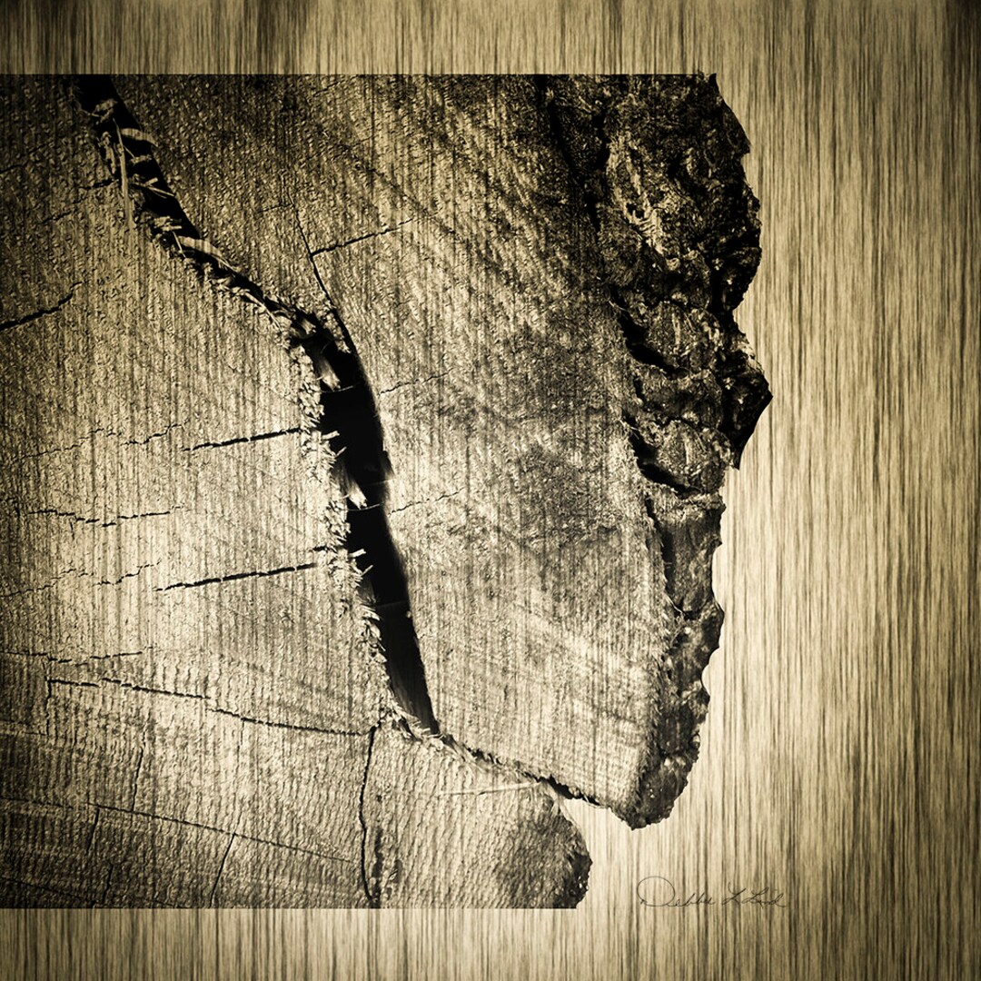 Log Circle Slice Photograph Wall Art, Lumber Wall Art, Log Slab ...