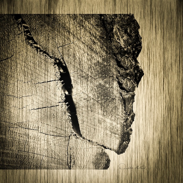 Tree Slab Wall Art - Etsy