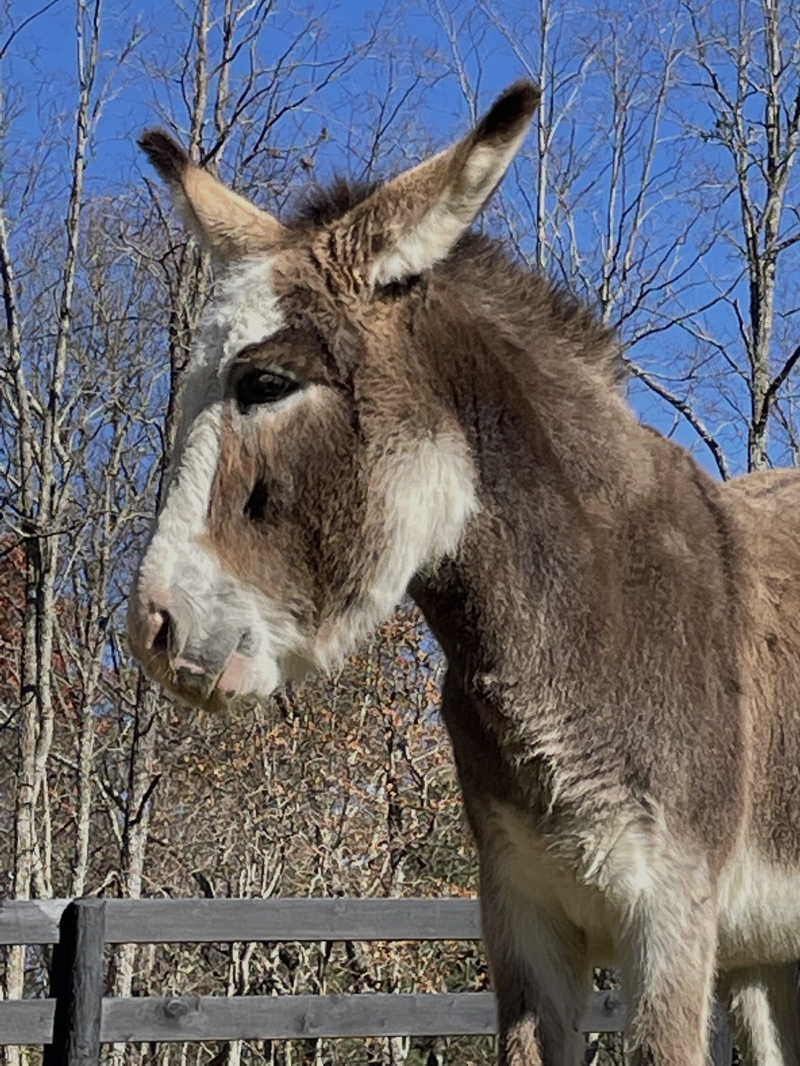 The Christmas Donkey - Etsy