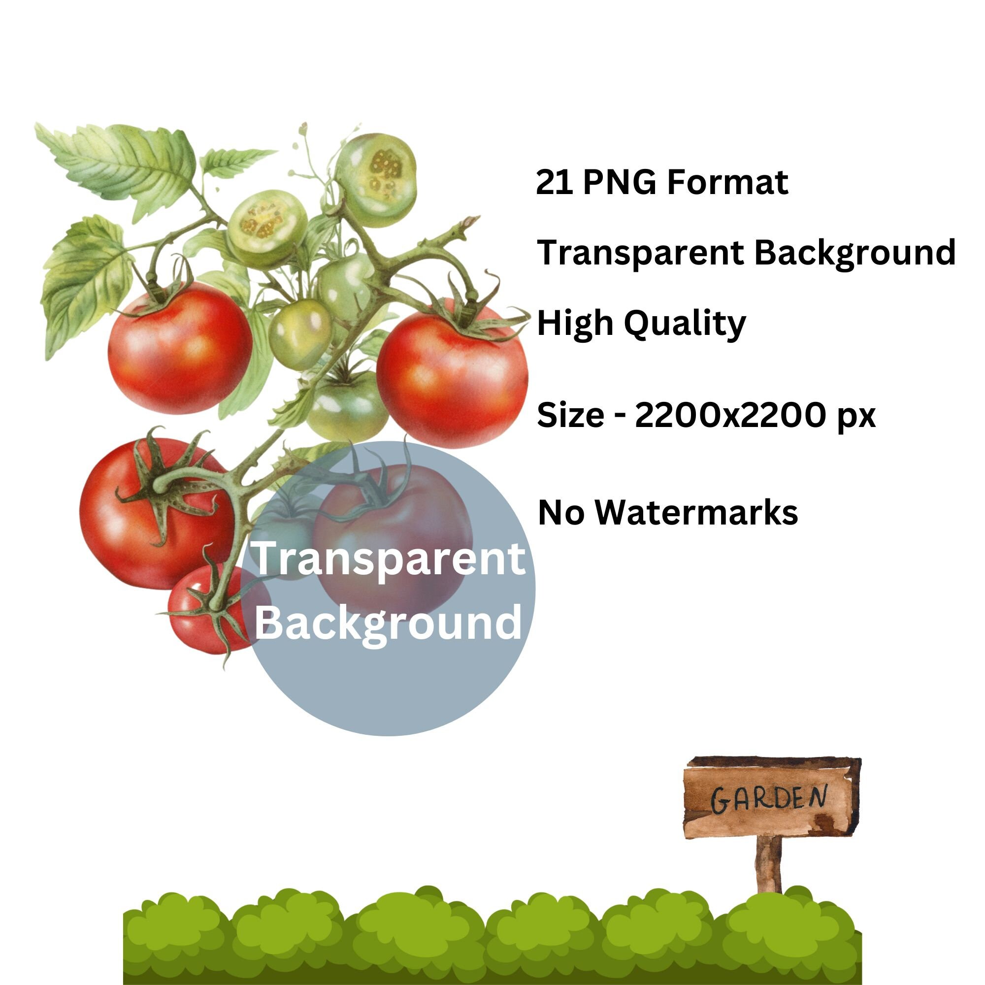Watercolor Transparent Vegetables Clip Art, Vegetable Basket ...