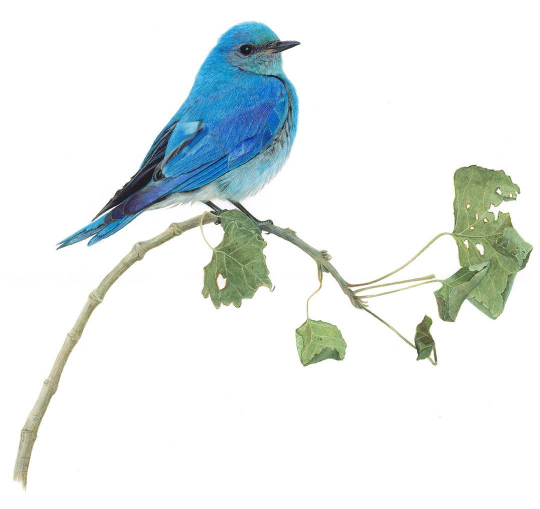 Bluebird - Etsy