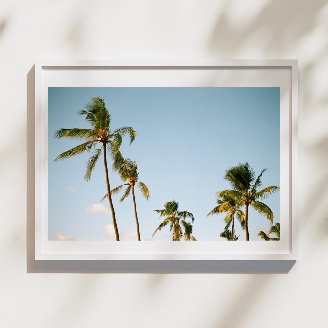 Palm Trees | Film Photography | Hawaii | Wall Art | Home Decor - Etsy