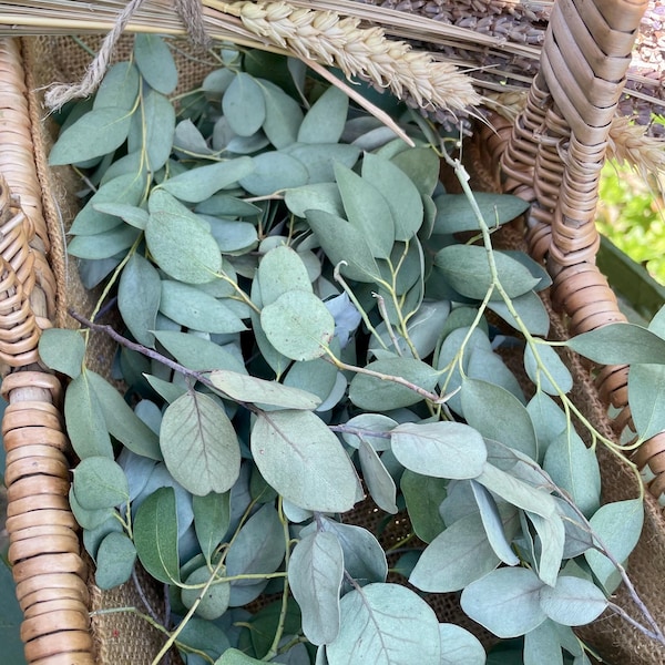 Eucalyptus Confetti - Etsy UK