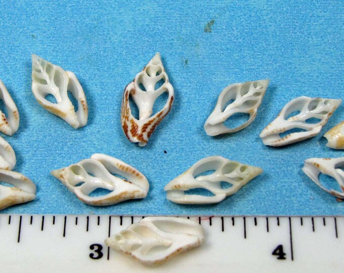 Mini Center Cut Seashells for Jewelry & Sailor's Valentines: 12 Vintage ...