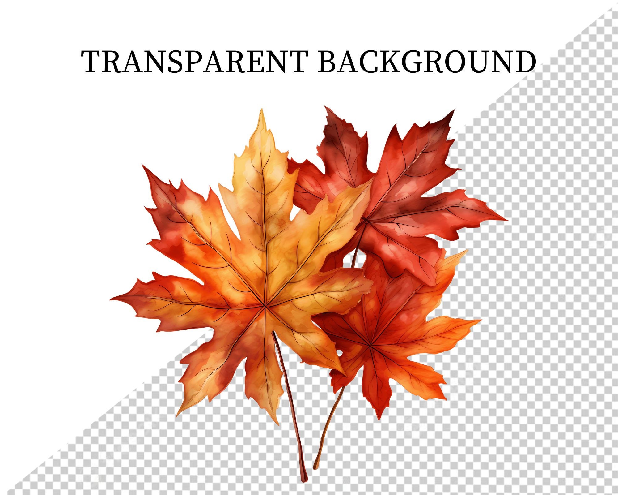 Autumn Leaves Clipart Fall PNG Maple Leaves Watercolor Png Leaves and ...