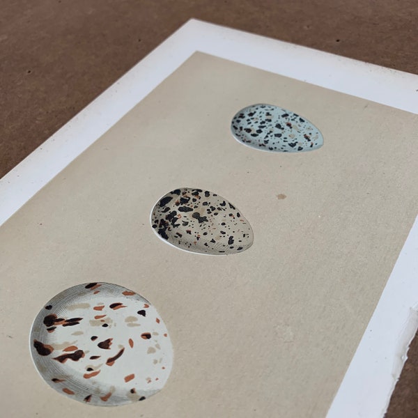 Antique Prints Of Bird Nests And Eggs Etsy