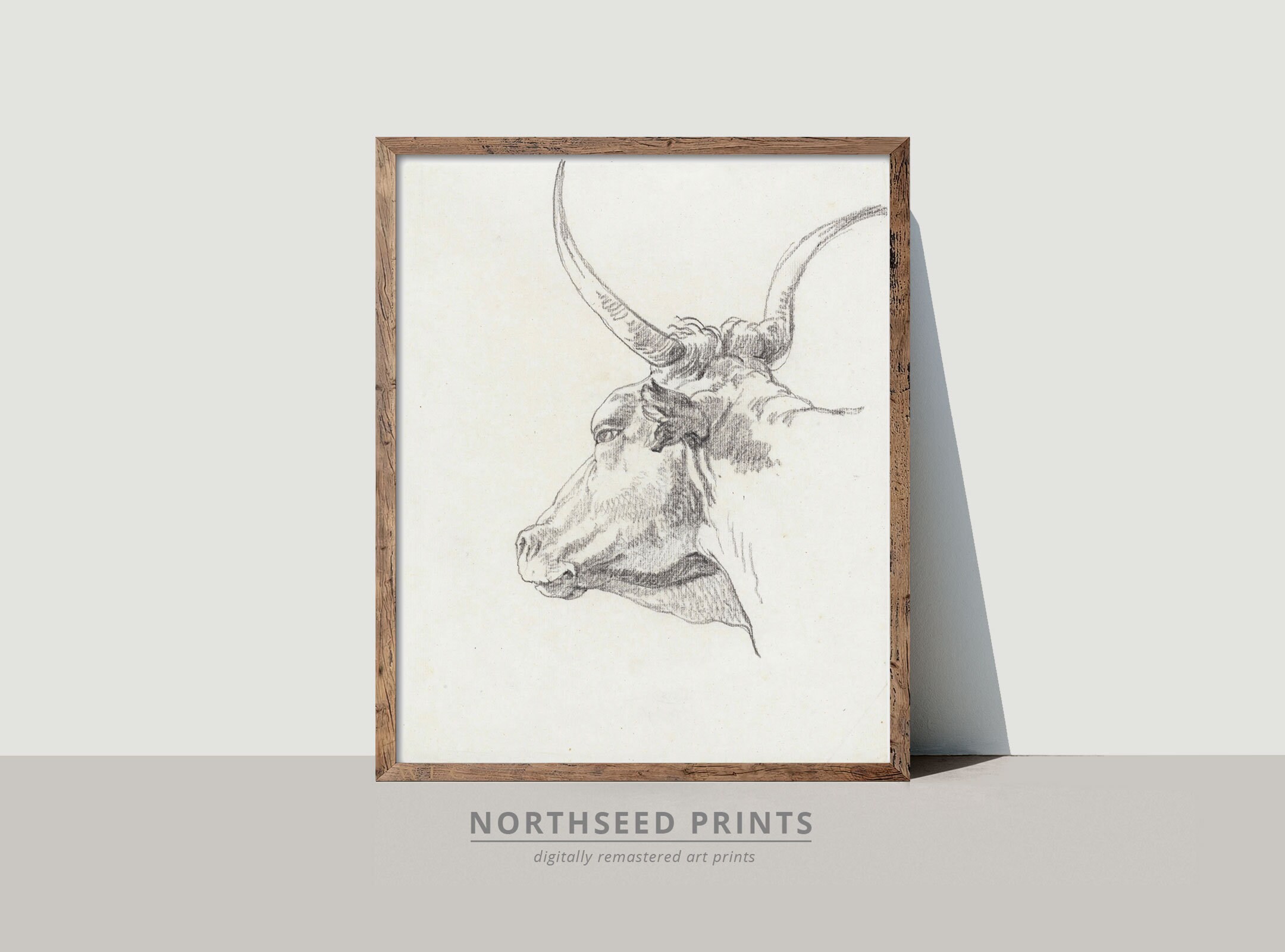 Bull Head Drawing Side