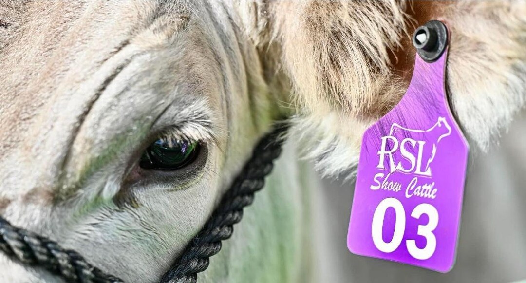 Custom Engraved Cattle Ear Tag, Cattle Ear Tags, Custom Cattle Tags ...