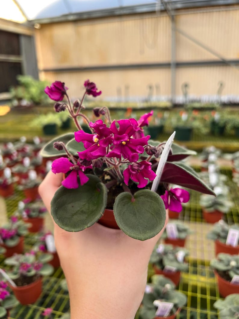 4' African Violet 'hunters Venom’ - Etsy