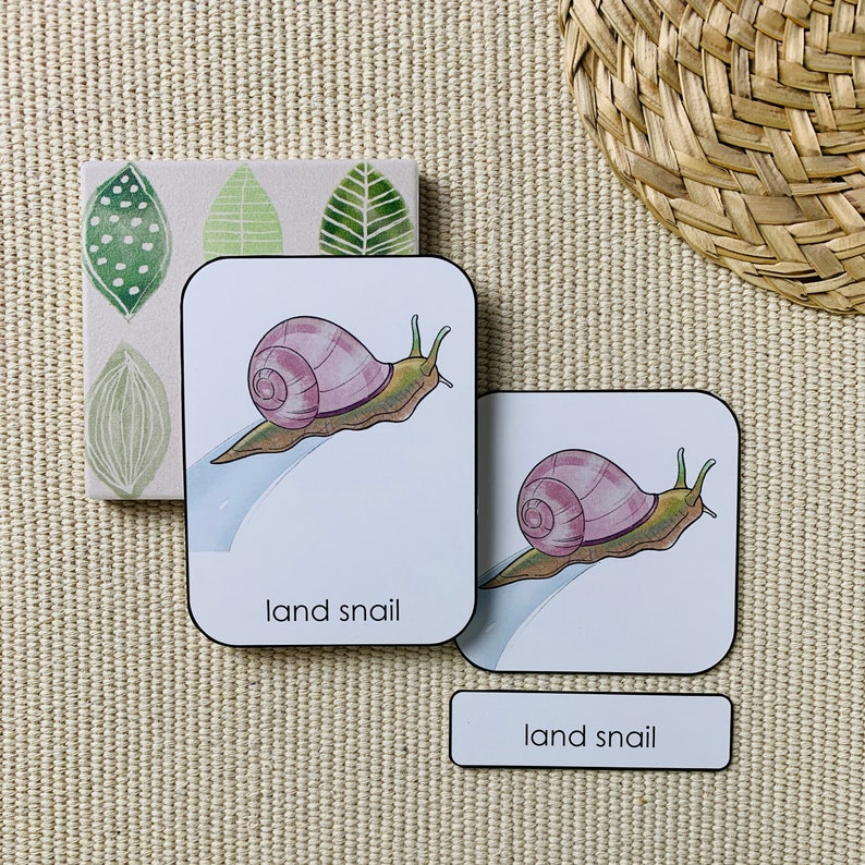 Parts of a Snail Montessori Science Nomenclature Cards - Etsy