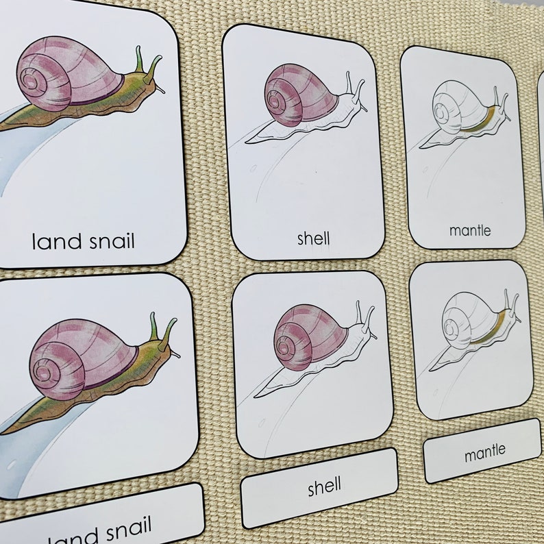 Parts of a Snail Montessori Science Nomenclature Cards - Etsy