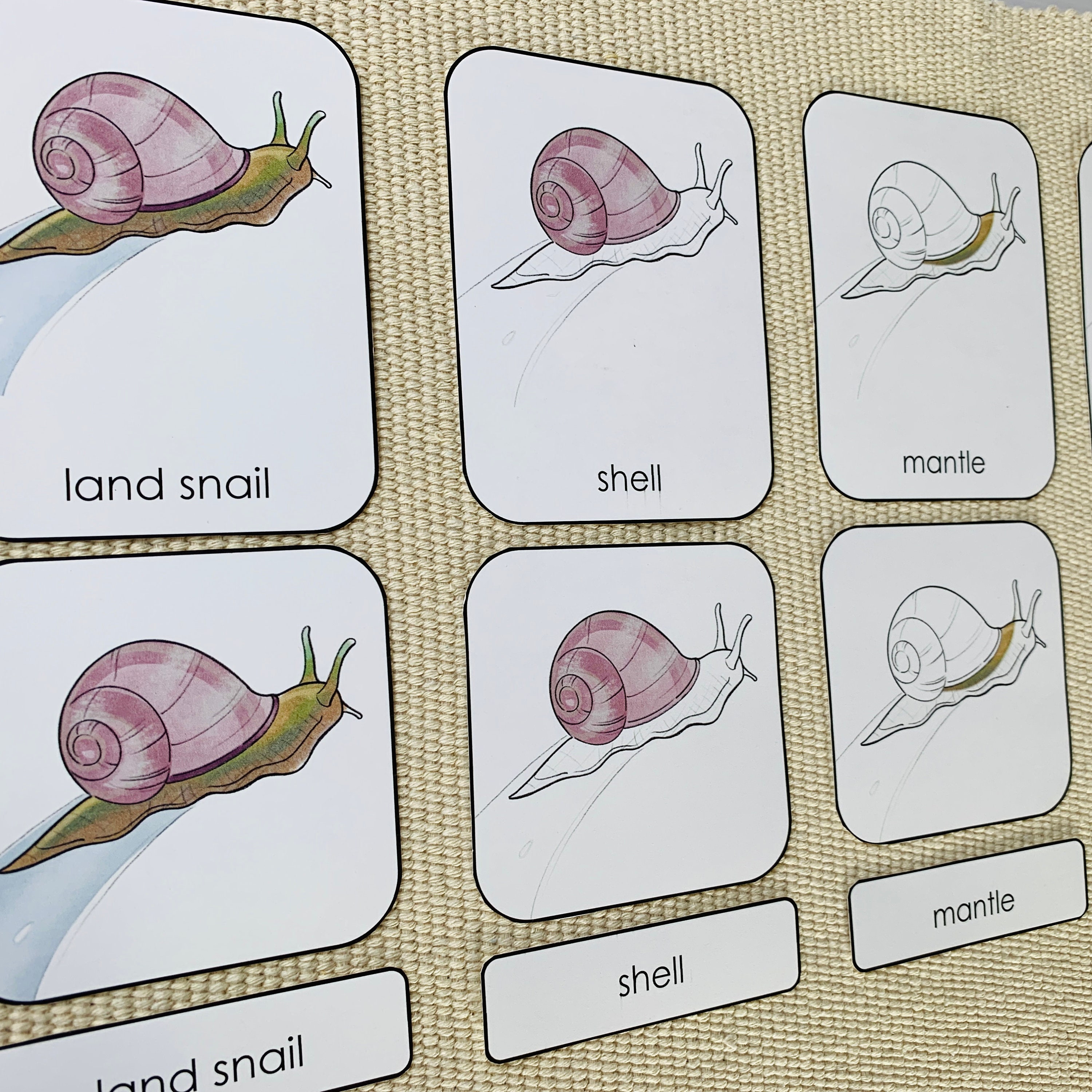 Parts of a Snail Montessori Science Nomenclature Cards - Etsy