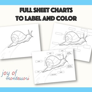 Parts of a Snail Montessori Science Nomenclature Cards - Etsy