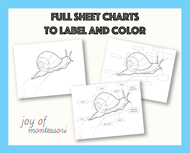 Parts of a Snail Montessori Science Nomenclature Cards - Etsy