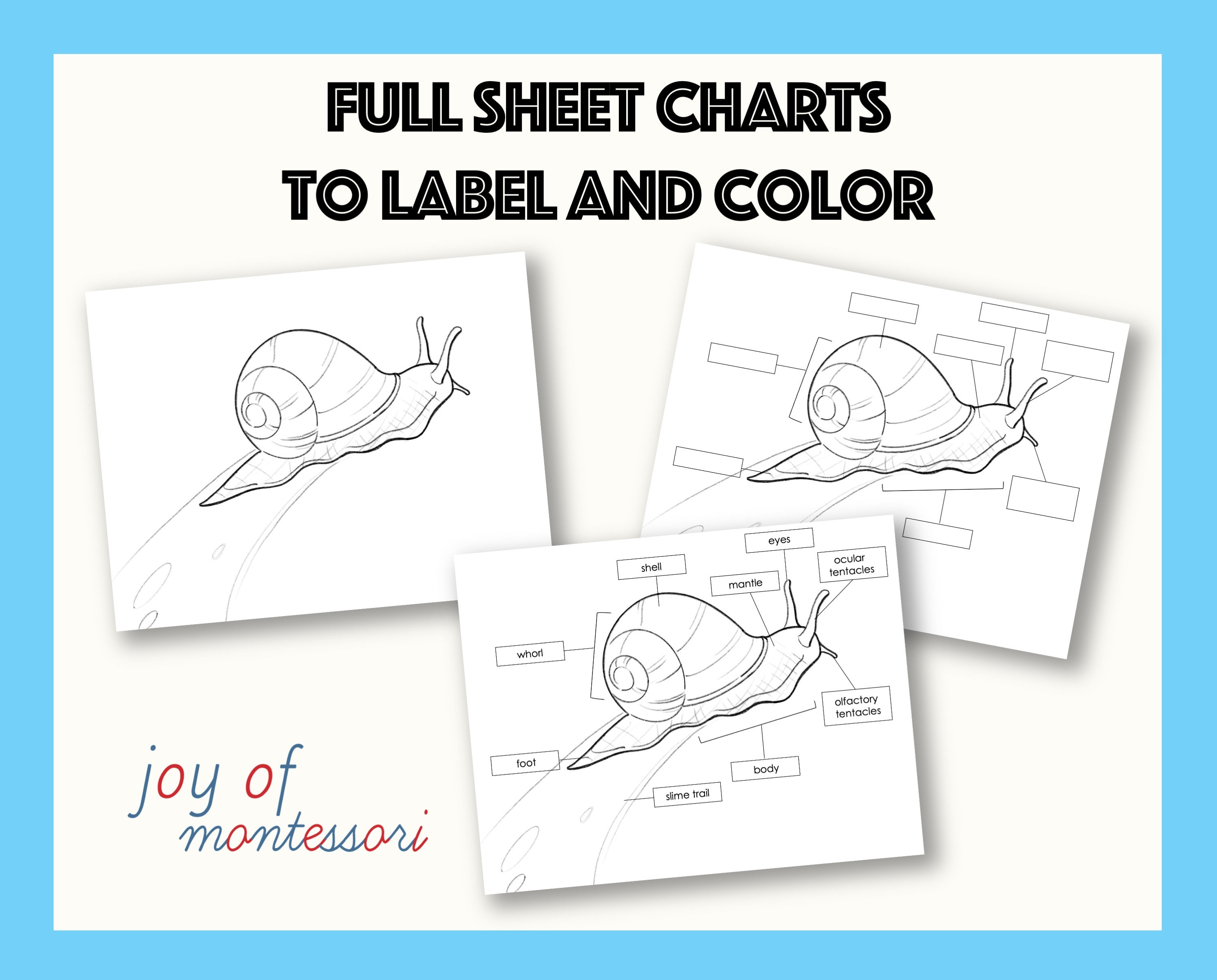 Parts of a Snail Montessori Science Nomenclature Cards - Etsy