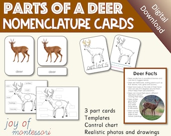 Montessori 3 Part Cards Parts of a Red Deer - Etsy